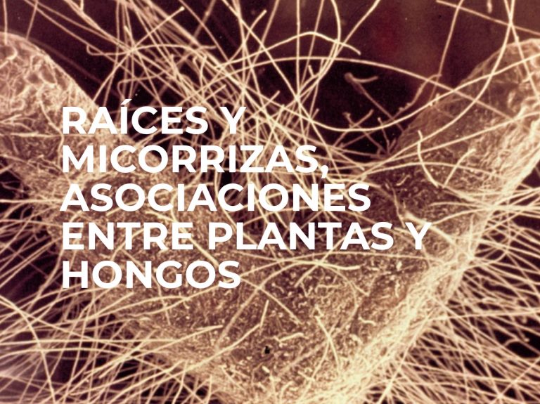 RAÍCES Y MICORRIZAS | ASOCIACIONES ENTRE PLANTAS Y HONGOS | PAMPLONA ...